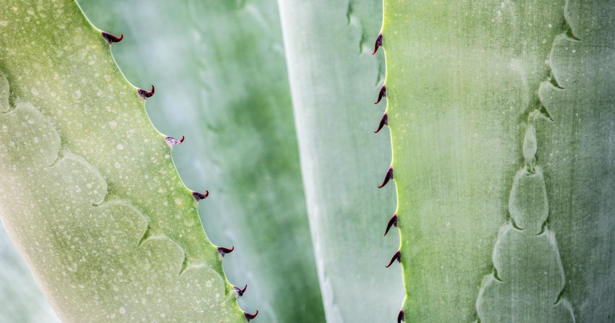 How to fade acne scars quickly and without toxic ingredients | naked ...